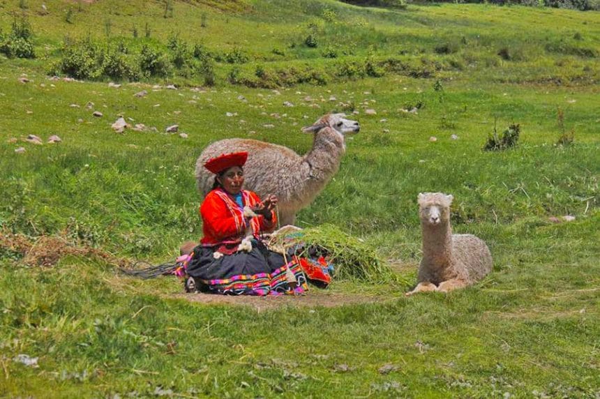 Ecuador National Flower: The Flower of the Andes (Chuquiraga jussieui)