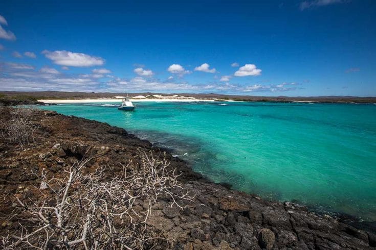 Ecuador National Flower: The Flower of the Andes (Chuquiraga jussieui)