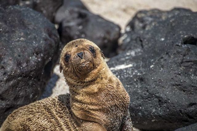 The Andean Condor: Ecuador National Animal