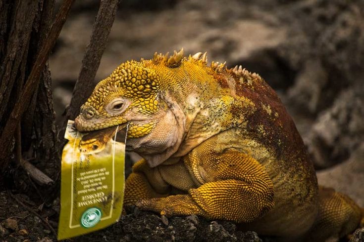 The Andean Condor: Ecuador National Animal