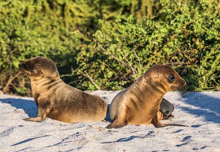 34 animals of the Galapagos Islands - where and when to find them