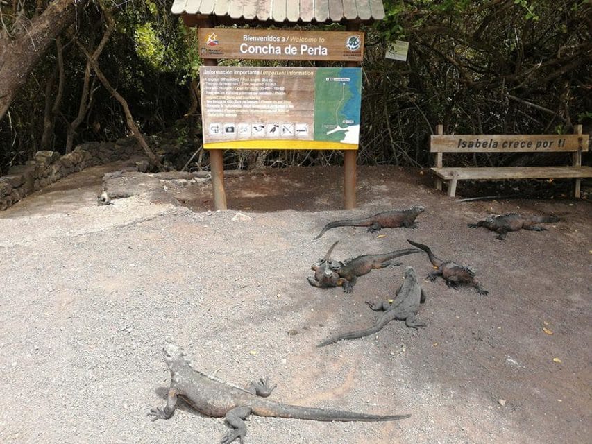 9 Amazing Things to Do in Isabela Island Galapagos