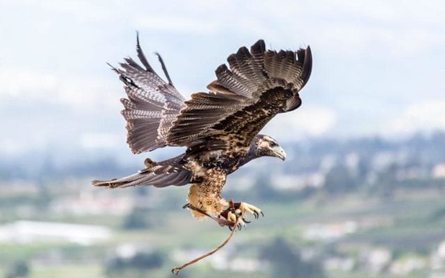 The Andean Condor: Ecuador National Animal