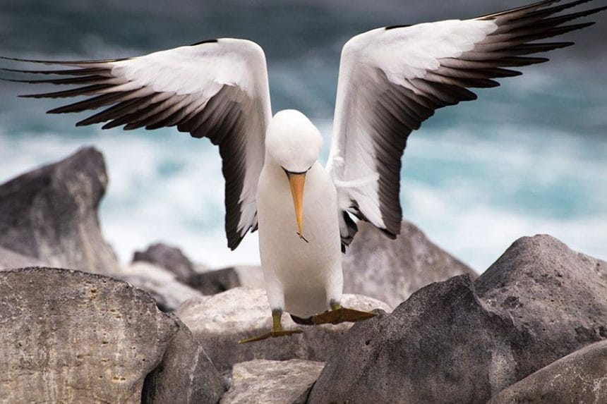 The Andean Condor: Ecuador National Animal