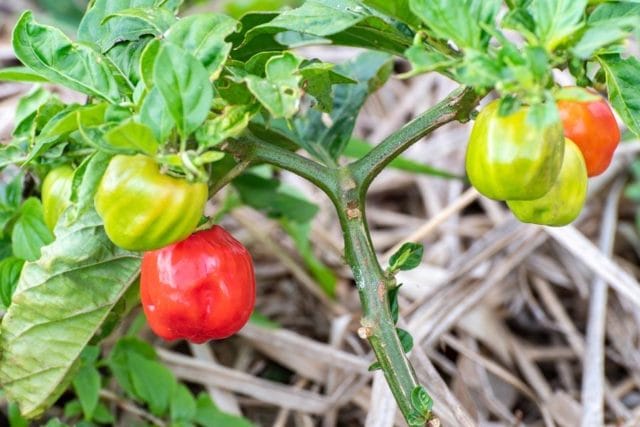 The complete guide to the delicious Jamaican food