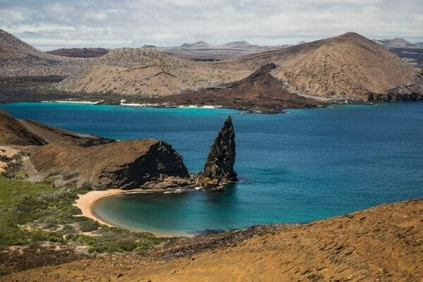 Ecuador National Flower: The Flower of the Andes (Chuquiraga jussieui)