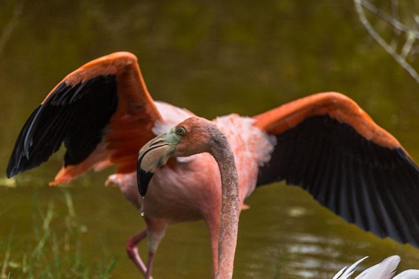 Ecuador National Flower: The Flower of the Andes (Chuquiraga jussieui)