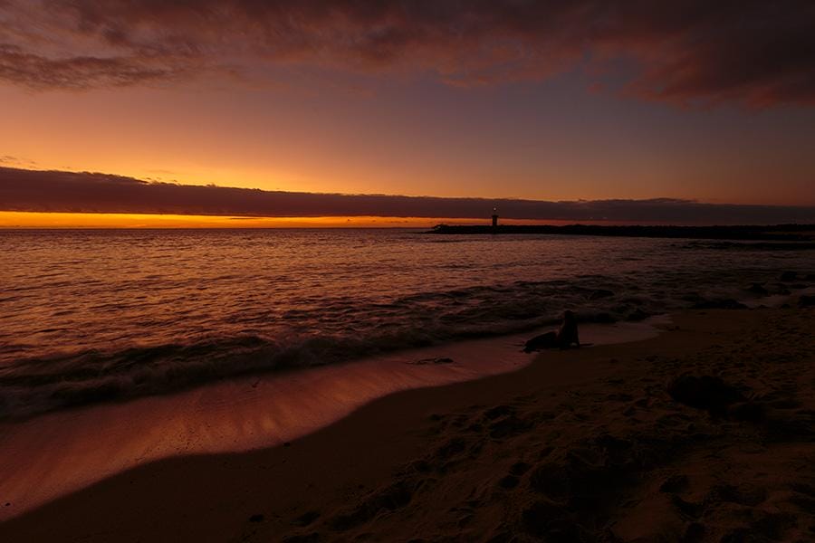 Ecuador National Flower: The Flower of the Andes (Chuquiraga jussieui)