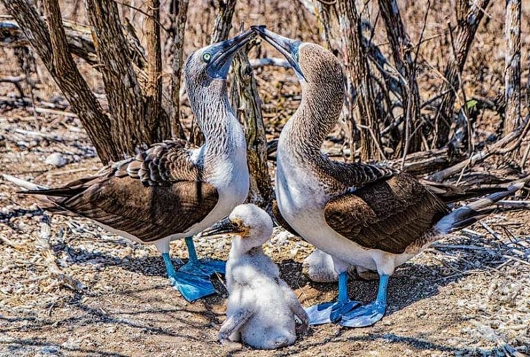 34 animals of the Galapagos Islands - where and when to find them