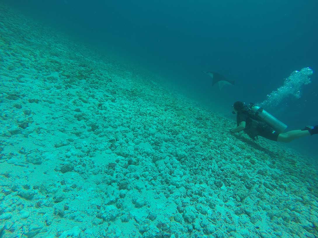 The best diving spots in the world - Boundless Roads