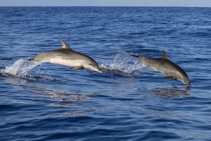 31 Fabulous Things To Do In Baja California Sur - Mexico I Boundless Roads