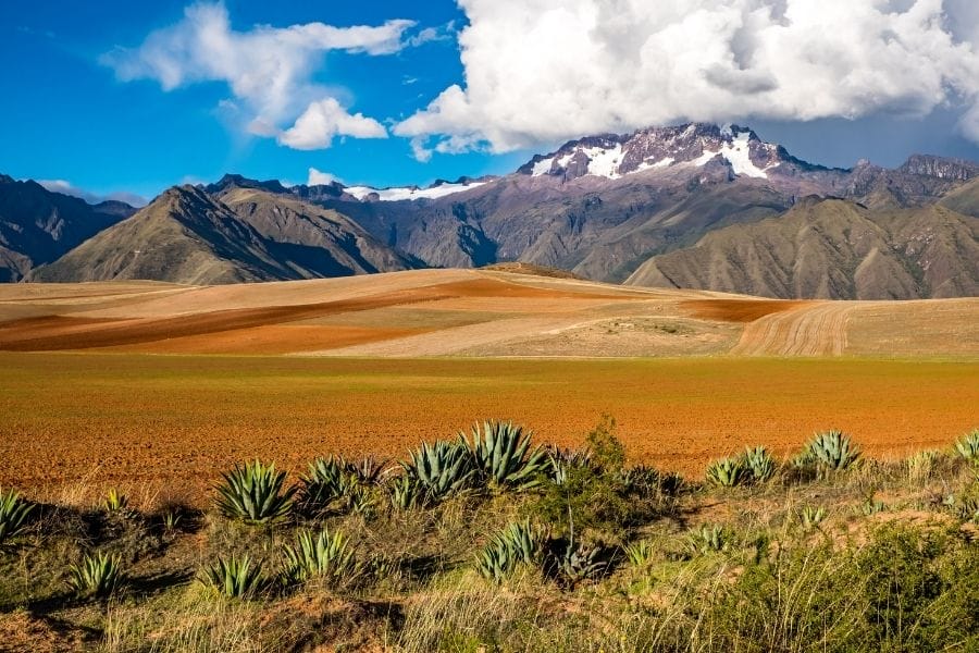 Ecuador National Flower: The Flower of the Andes (Chuquiraga jussieui)