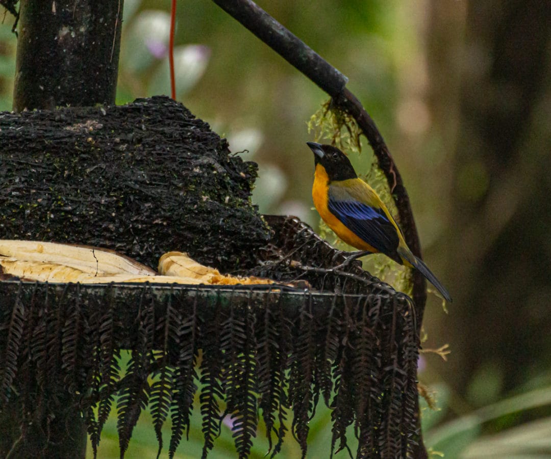 A detailed guide to Mindo Cloud Forest Ecuador | Boundless Roads