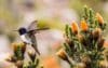 Ecuador National Flower: The Flower of the Andes (Chuquiraga jussieui)