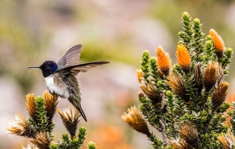 Ecuador National Flower: The Flower of the Andes (Chuquiraga jussieui)
