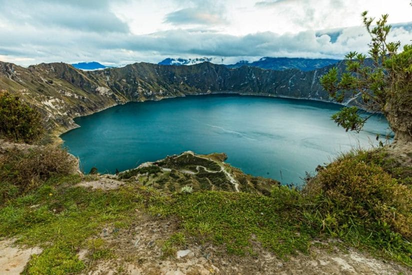 Ecuador National Flower: The Flower of the Andes (Chuquiraga jussieui)