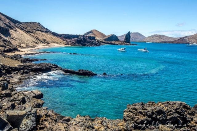Ecuador National Flower: The Flower of the Andes (Chuquiraga jussieui)