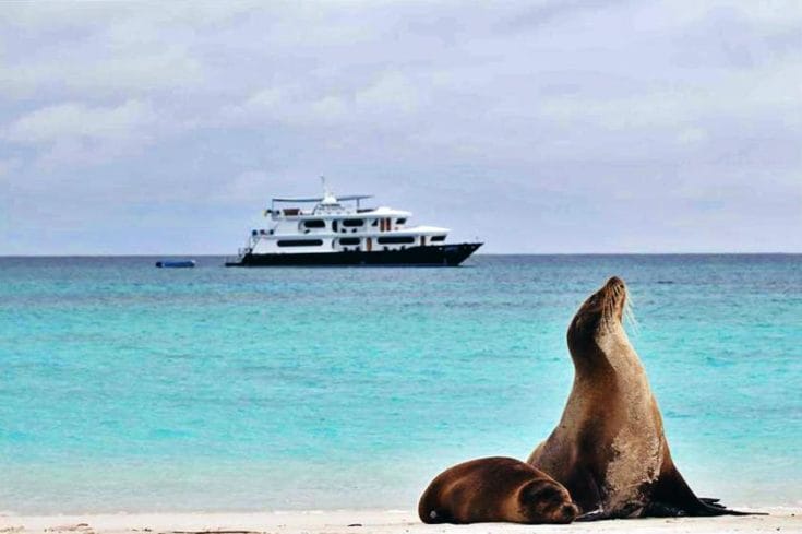 Ecuador National Flower: The Flower of the Andes (Chuquiraga jussieui)