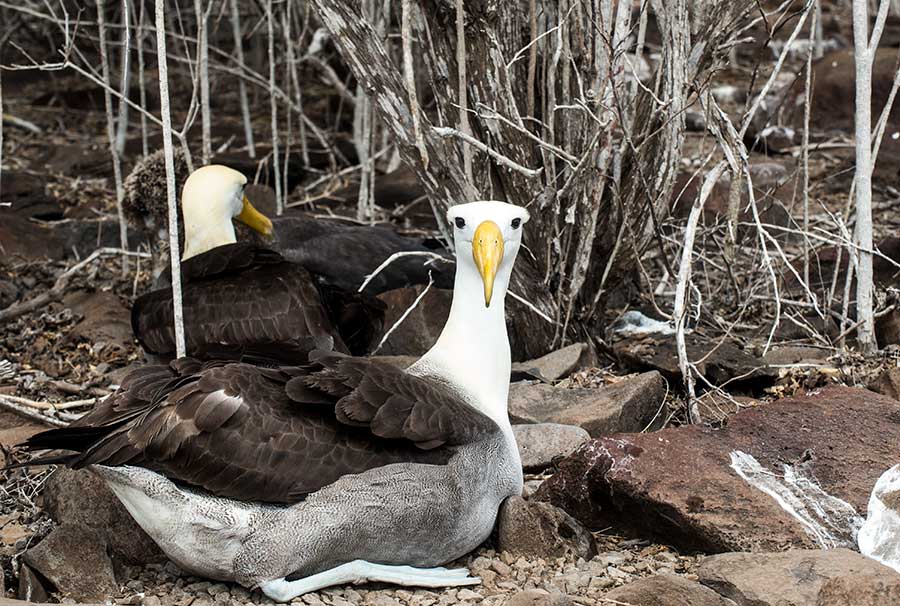 Galapagos Islands Vacations: everything you should know before booking ...