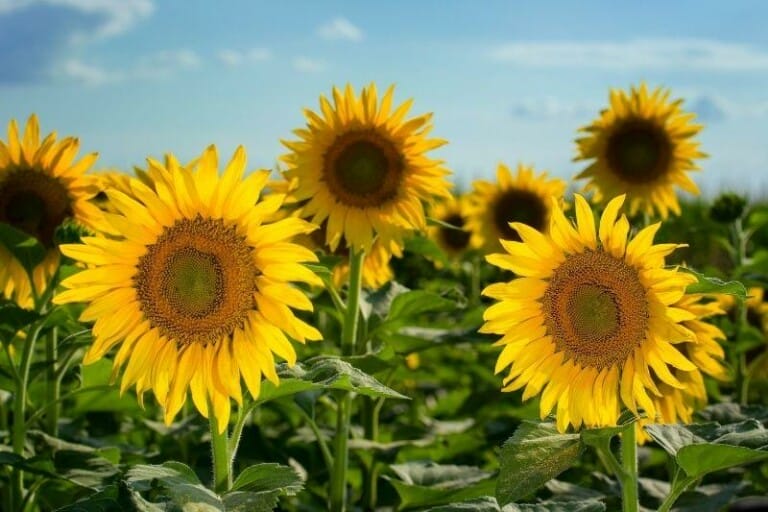 15 Magical Sunflower Fields in Texas (And Farms!) To Visit