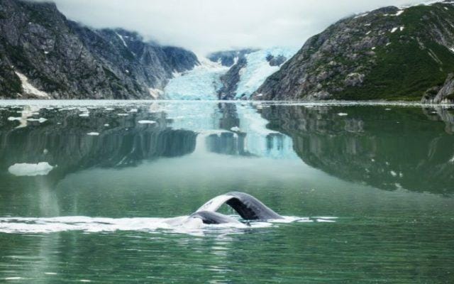 The best whale watching in Alaska - the 5 most spectacular sites