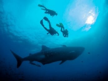 The Best Places for Diving with Hammerhead Sharks and the Top ...