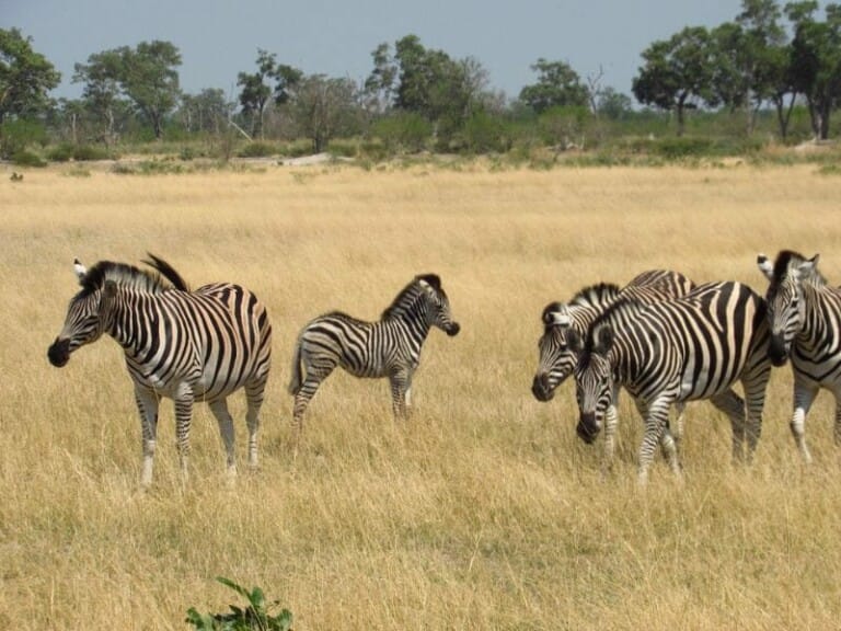 The Perfect Self-Drive Botswana Itinerary for an Epic Safari Trip (15 days)