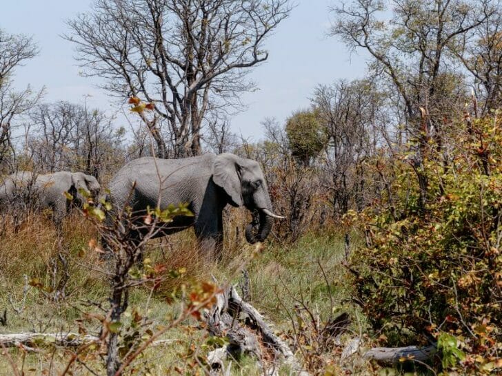 The Perfect Self-Drive Botswana Itinerary for an Epic Safari Trip (15 days)