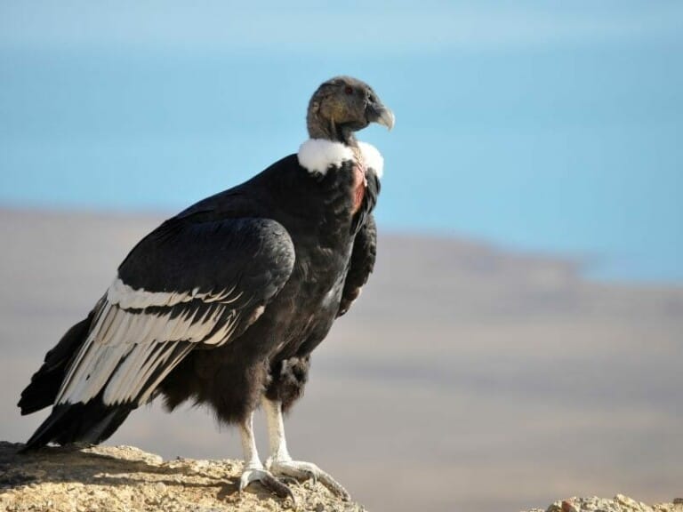 The Andean Condor: Ecuador National Animal