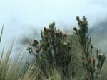 Ecuador National Flower: The Flower of the Andes (Chuquiraga jussieui)