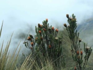 Ecuador National Flower: The Flower of the Andes (Chuquiraga jussieui)