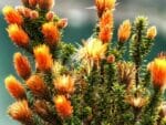 Ecuador National Flower: The Flower of the Andes (Chuquiraga jussieui)