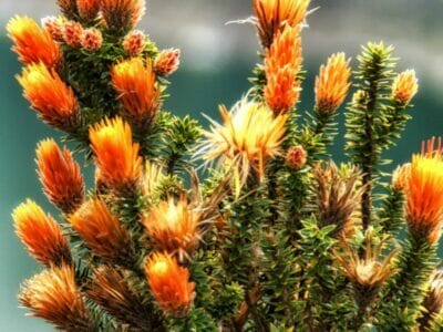 Ecuador National Flower: The Flower of the Andes (Chuquiraga jussieui)