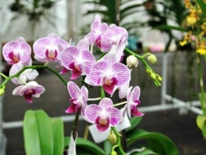 Ecuador National Flower: The Flower of the Andes (Chuquiraga jussieui)