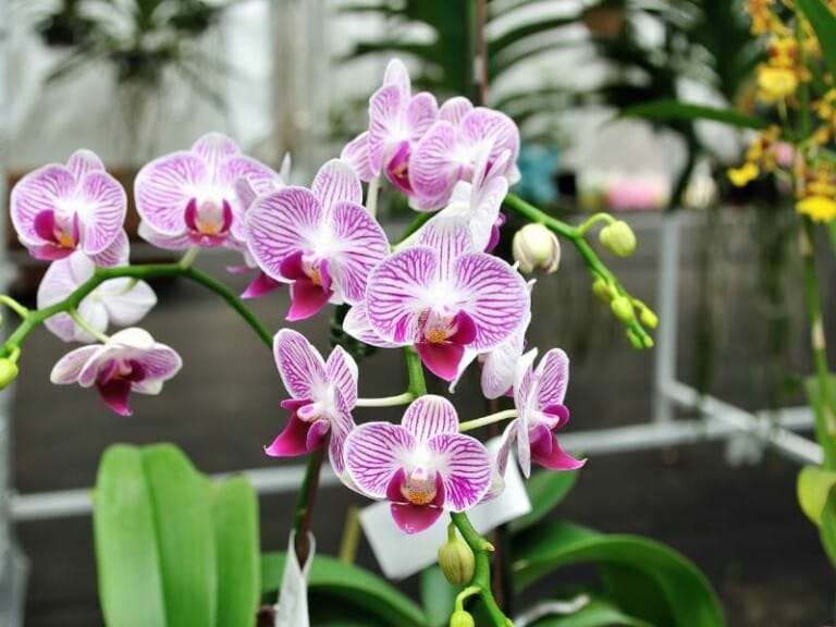Ecuador National Flower: The Flower of the Andes (Chuquiraga jussieui)