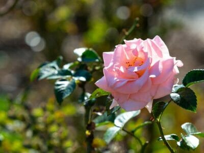 Ecuador National Flower: The Flower of the Andes (Chuquiraga jussieui)