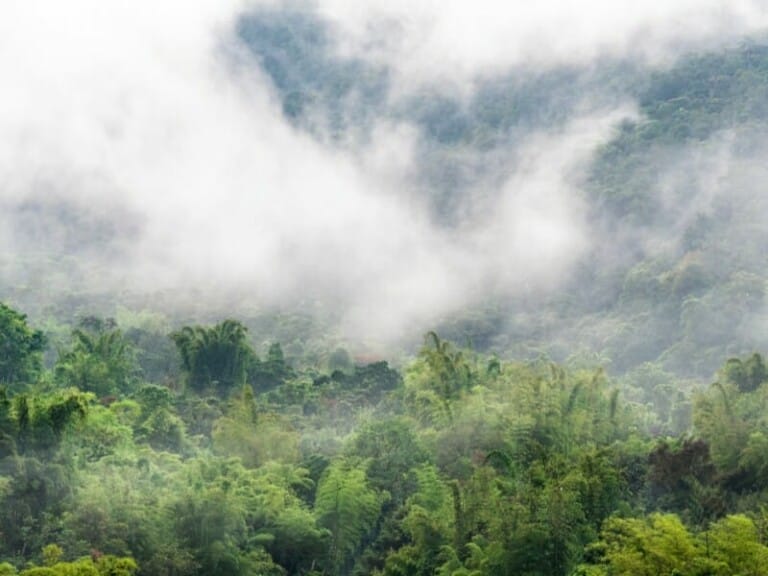 A detailed guide to Mindo Cloud Forest Ecuador | Boundless Roads