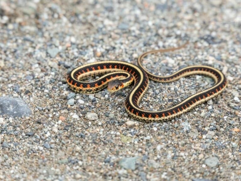 Are There Snakes in Alaska?