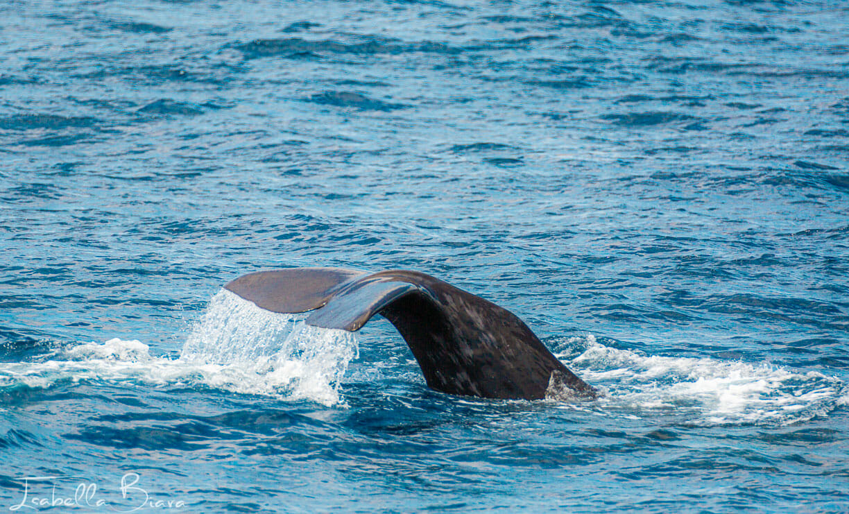 The Best Whale Watching in the Azores: When and where to Go