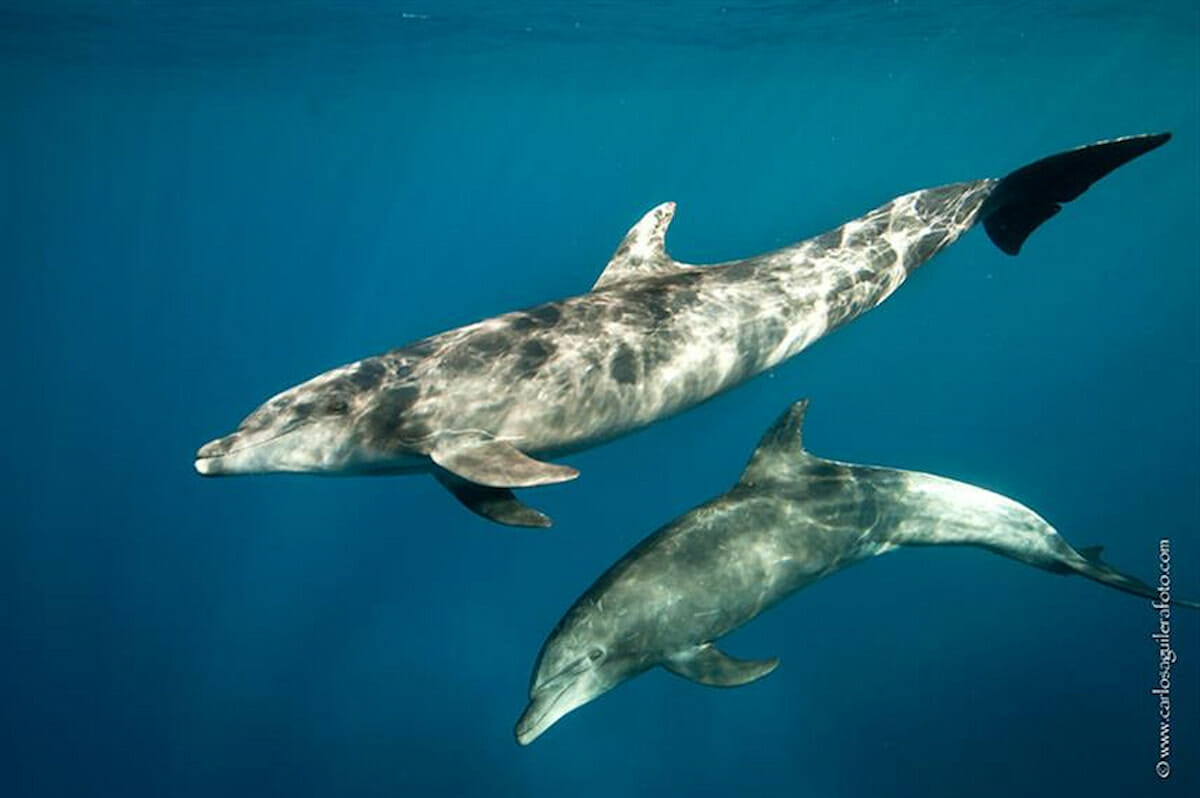 The Best Places for Diving with Hammerhead Sharks and the Top ...