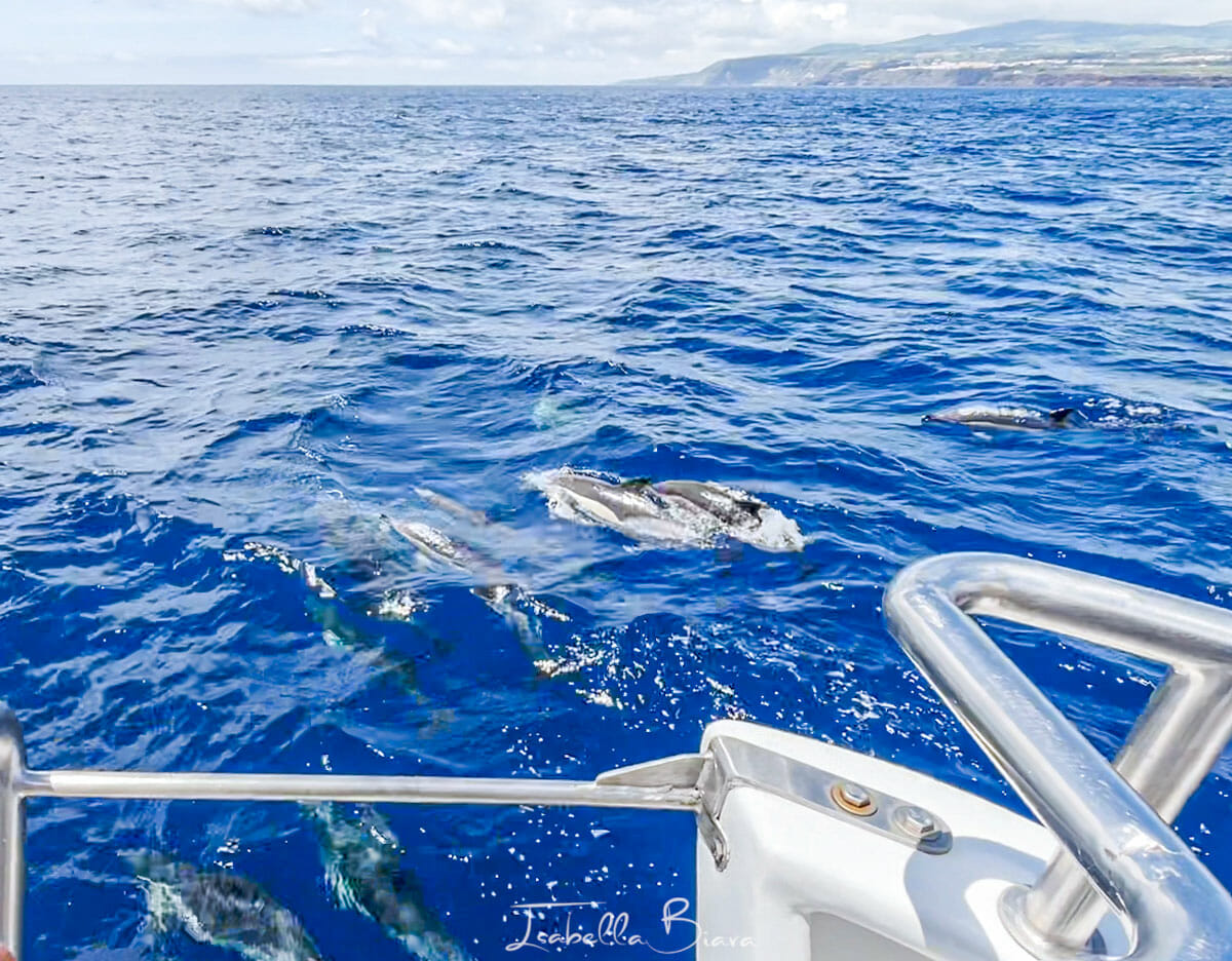 The Best Whale Watching in the Azores: When and where to Go