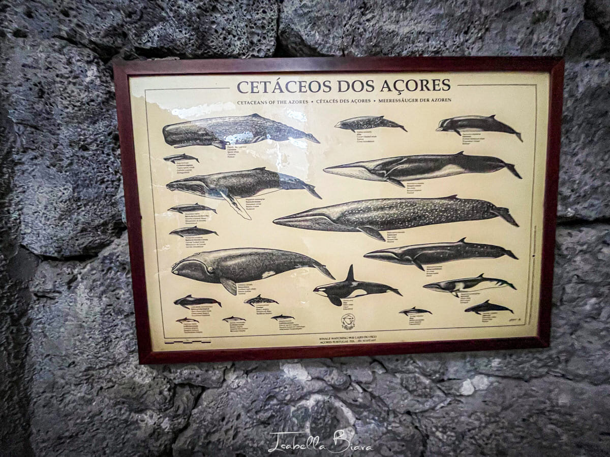 The Best Whale Watching in the Azores: When and where to Go