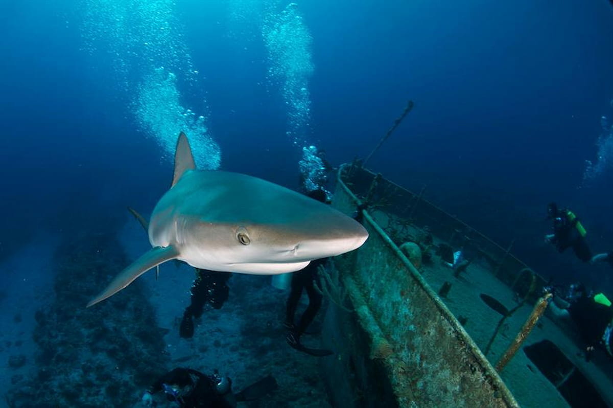 The Best Places for Diving with Hammerhead Sharks and the Top ...