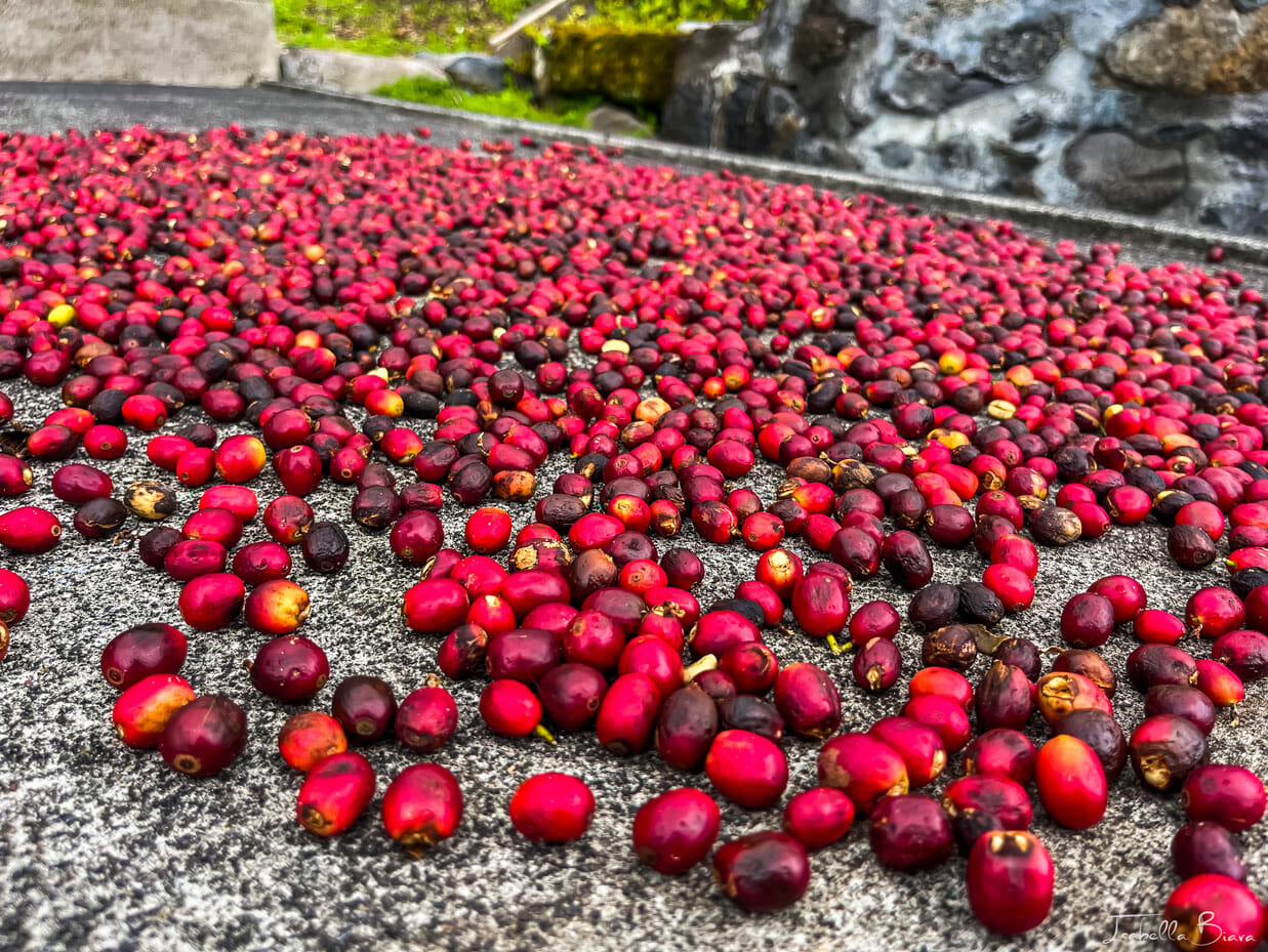 Sao Jorge Azores: A Complete Guide to the Island of Fajas