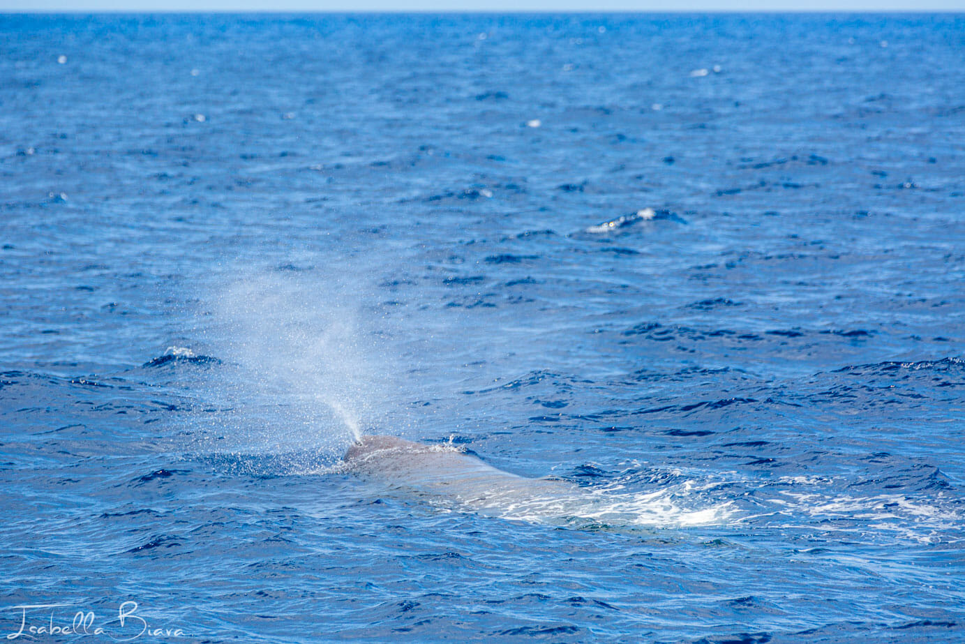 The Best Whale Watching in the Azores: When and where to Go