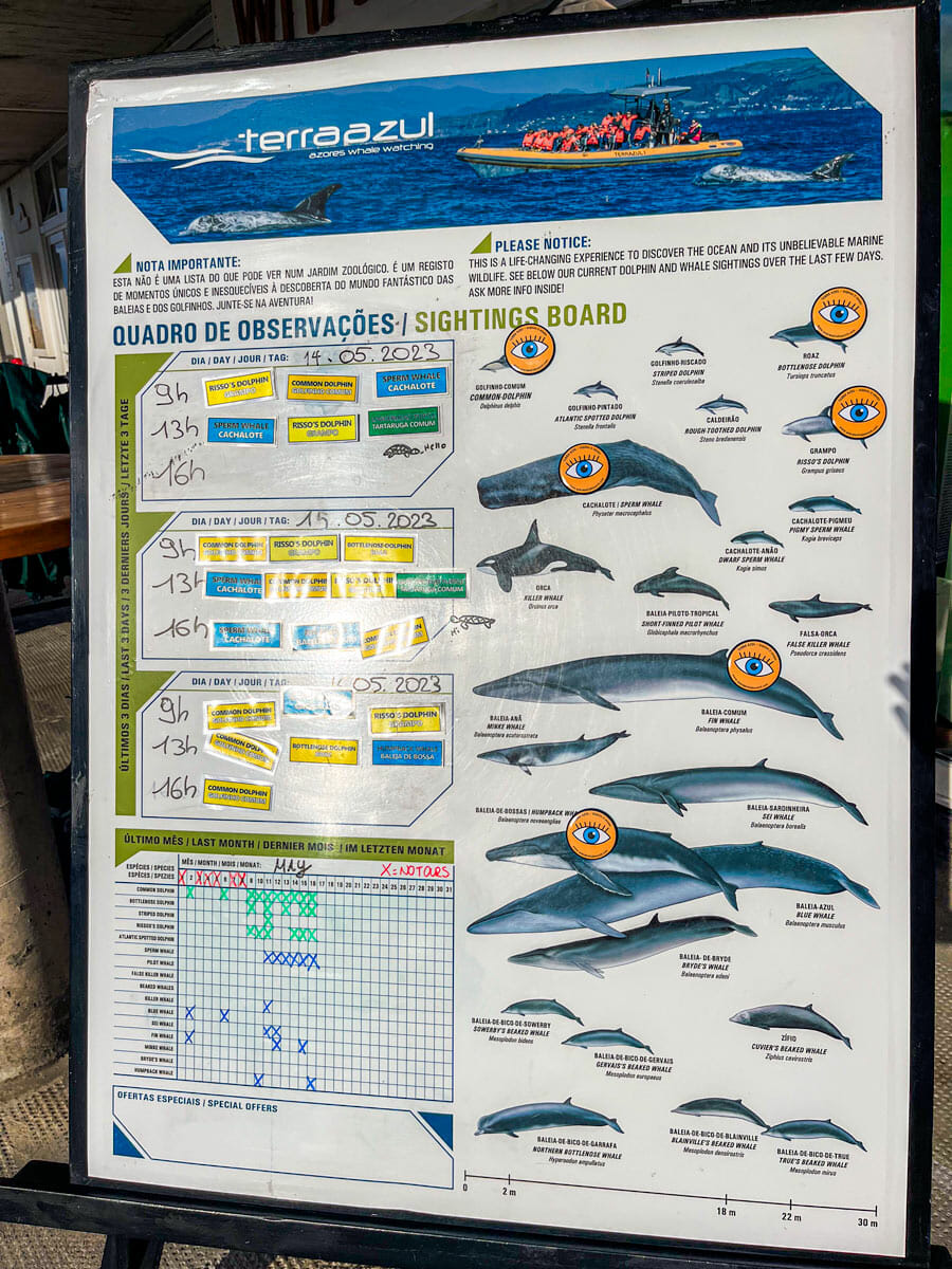 The Best Whale Watching in the Azores: When and where to Go