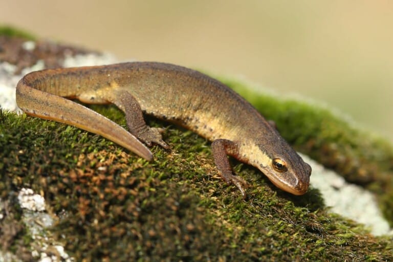 29 most popular Animals in Norway