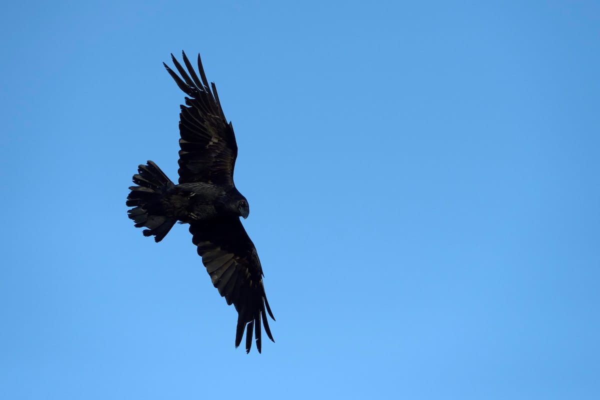 29 most popular Animals in Norway