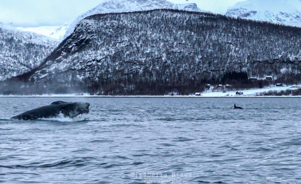 Swimming with Killer Whales in Norway: The Best Liveaboard!